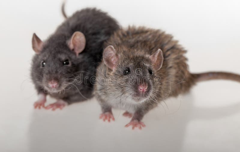 Two small domestic rats stock image. Image of studio - 12498957