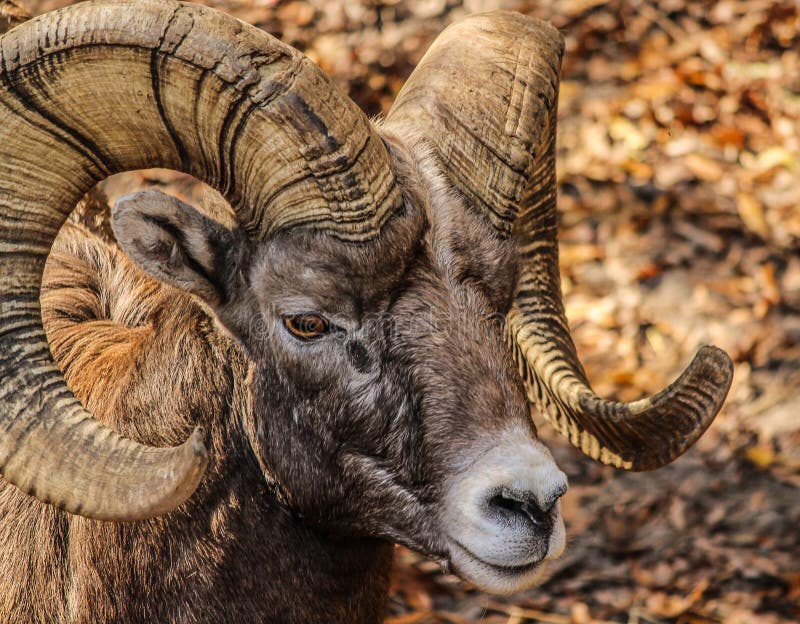 Black And Brown Ram Animal Picture. Image: 82991265