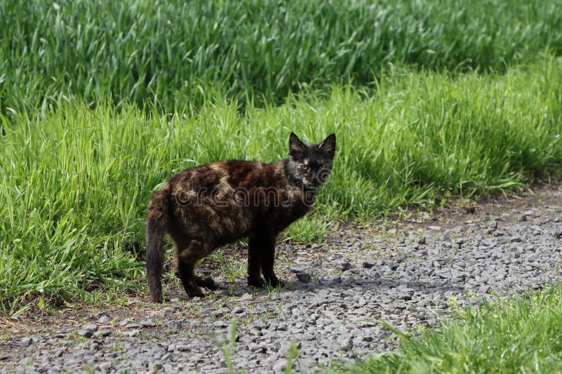 Semi-wild cat stock photo. Image of world, pefkos, patronage - 61002644