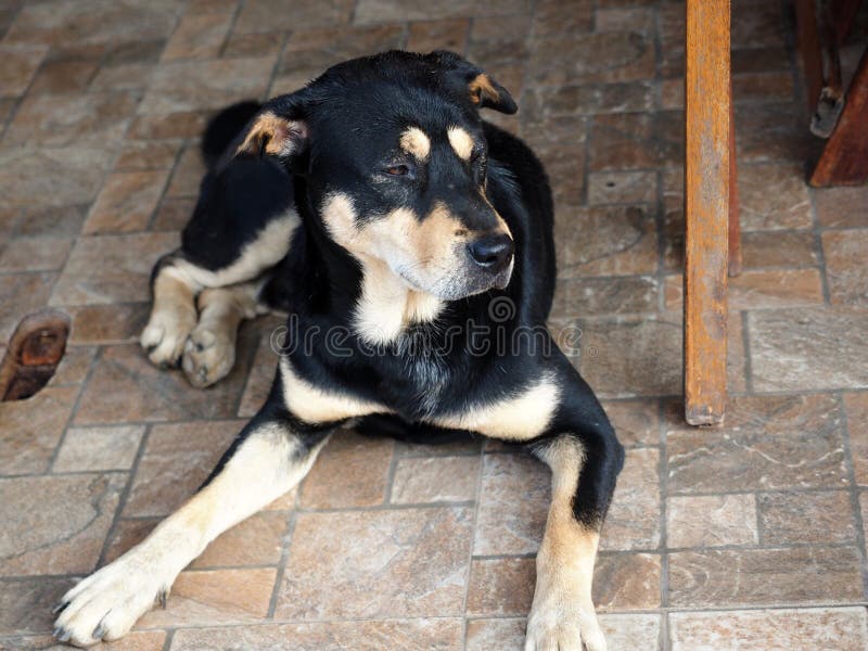 Black-brown Thai Dog Sit Under the Table with Boring Face Stock Photo ...