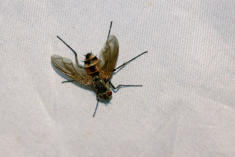 Brownfly Stock Photos - Free & Royalty-Free Stock Photos from Dreamstime