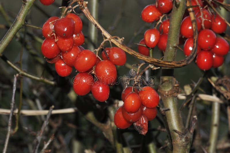 Black Bryony Berries stock photo. Image of climber, horizontal - 187741902