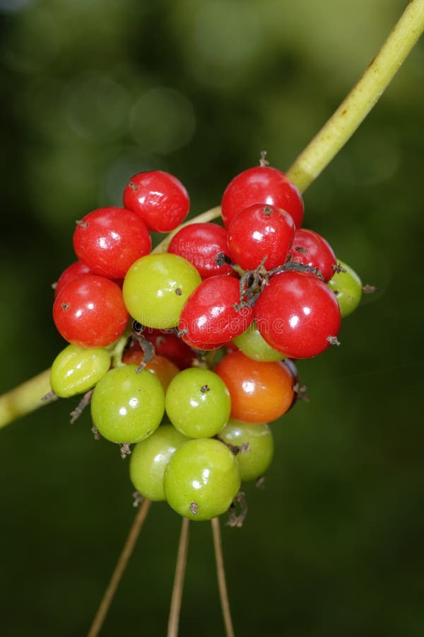 Black Bryony Berries stock image. Image of flora, fruit - 257073219