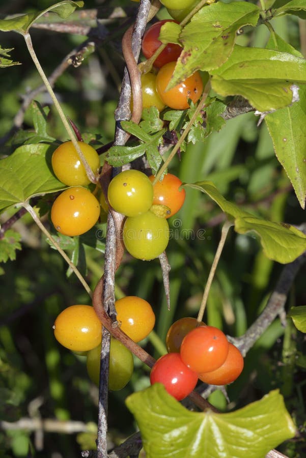 Black Bryony Berries stock photo. Image of fall, tamus - 187741882