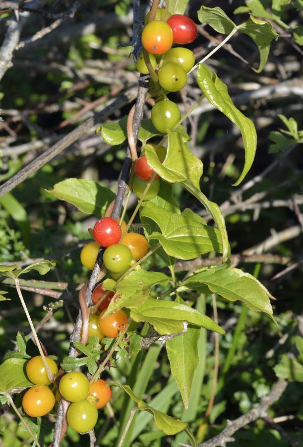 Black Bryony Berries stock photo. Image of berry, orange - 60709940