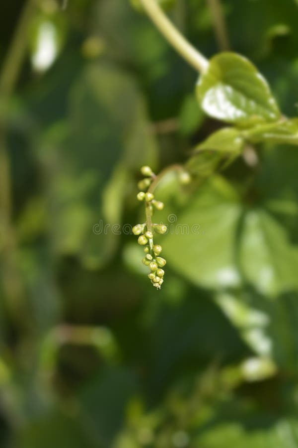 Black bryony stock image. Image of plant, close, communis - 269752659