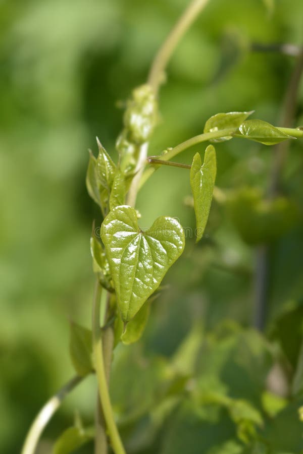 Black bryony stock image. Image of seal, bryony, leaf - 269650319