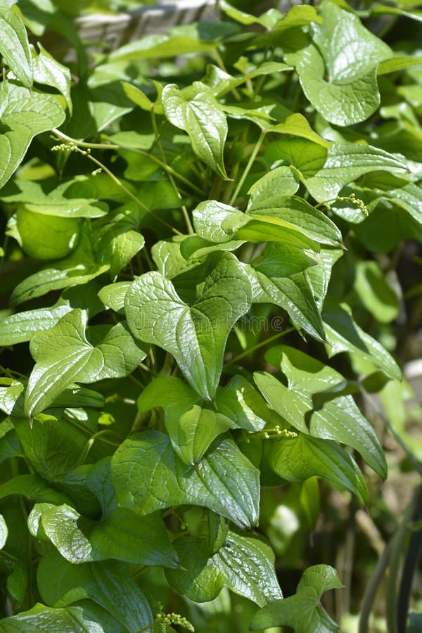 Black bryony stock image. Image of bindweed, green, bryony - 270167153