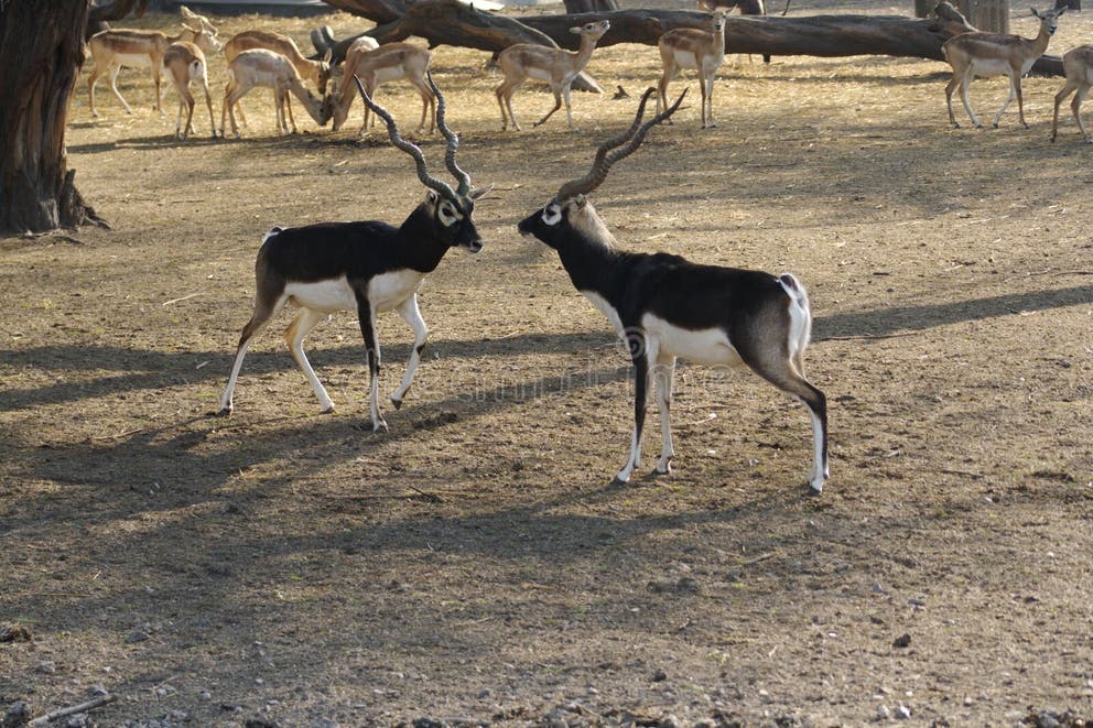 Black Buck stock image. Image of graceful, cervicapra - 4018809