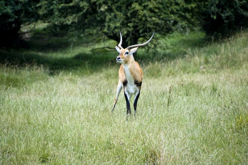 978 African Black Buck Antelope Stock Photos - Free & Royalty-Free ...
