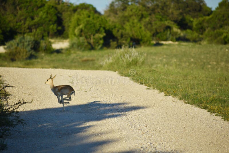 Black Buck Antelope Doe Running Stock Photo - Image of black, brown ...