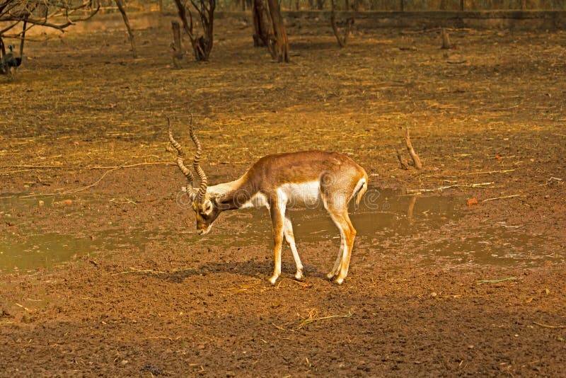 Black buck stock photo. Image of long, antelope, whirl - 38806008