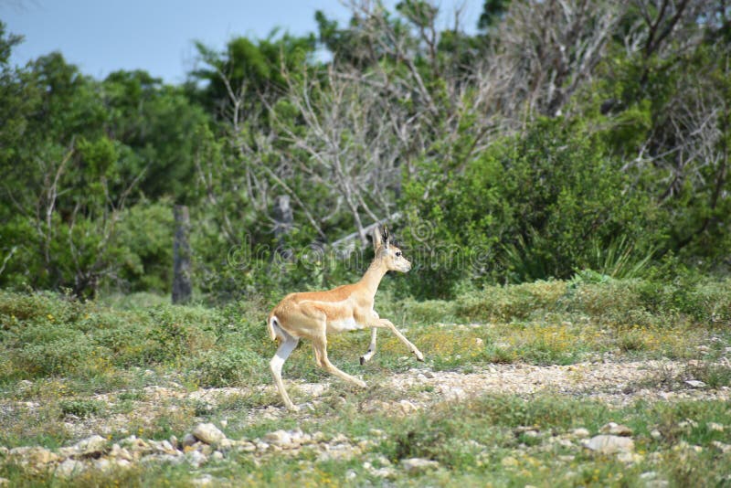 Black Buck Doe stock image. Image of wilderness, buck - 100213121