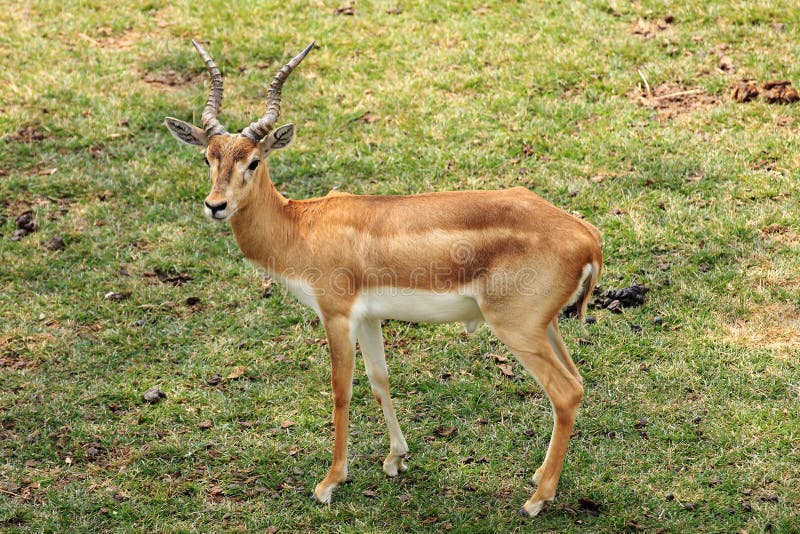 Black buck stock photo. Image of exotic, female, indian - 37658554
