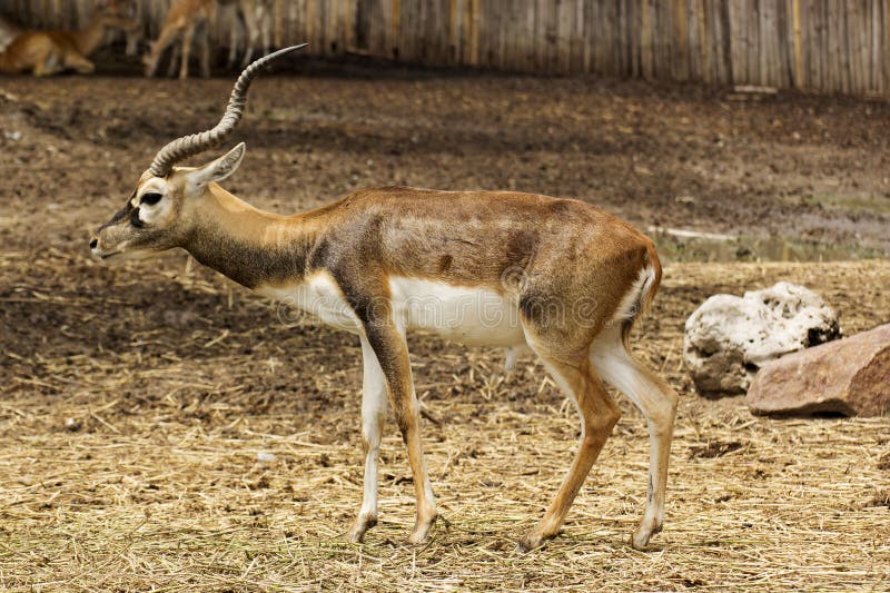 Black buck stock photo. Image of exotic, female, indian - 37658554