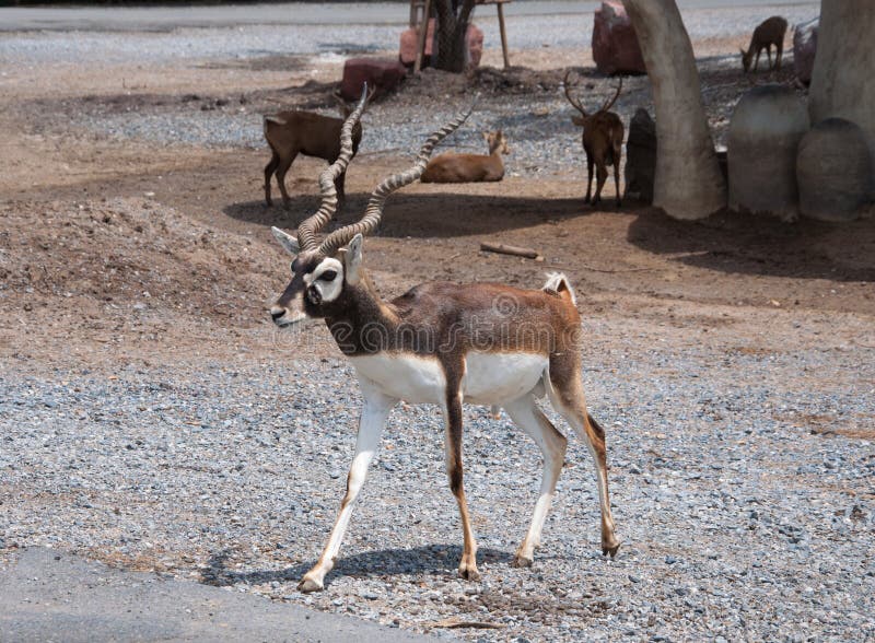 Black buck in zoo stock image. Image of small, fast, beautiful - 32497625