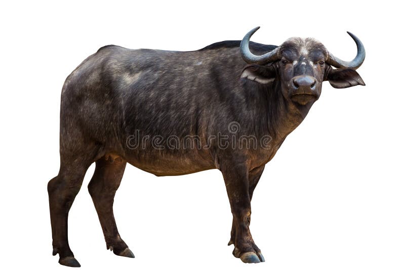 Buffalo stock photo. Image of black, buffaloes, face, buffalo - 1601210