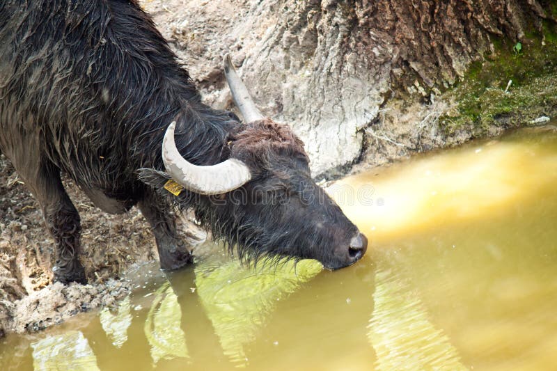 Buffalo drinking water stock image. Image of drinking - 14236267