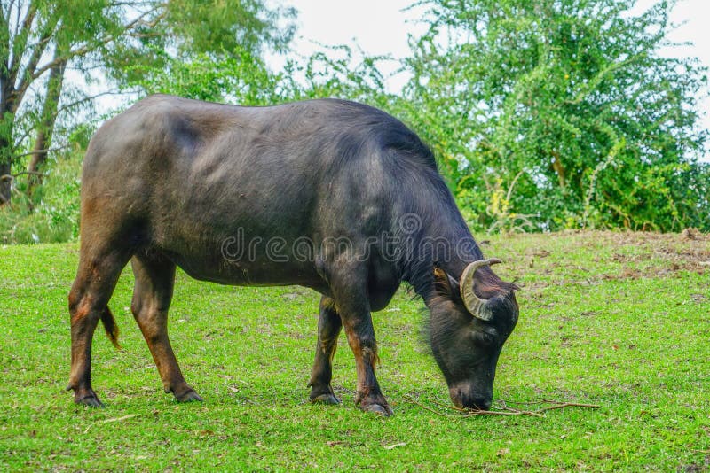 Black Buffalo is eating stock image. Image of animal - 116040587