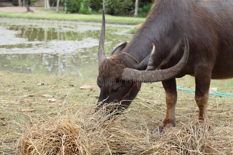 Black buffalo eating food stock photo. Image of food - 49658320