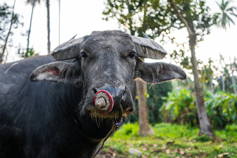 Buffalo grazes by fence stock photo. Image of fence, corral - 27227428