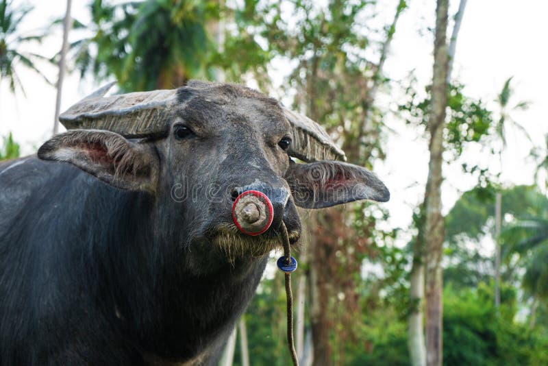 Black Buffalo Grazes in a Meadow in the Tropical Jungle Stock Image ...