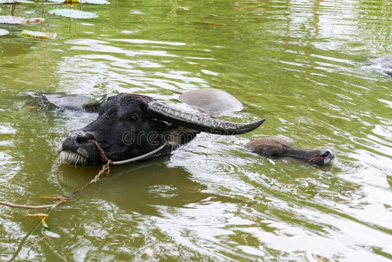 Black Carabao Bull Portrait, Asian Farm Animal Photo. Free Range ...