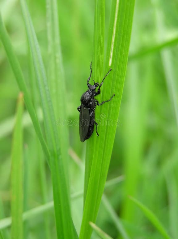 945 Black Bug Feelers Stock Photos - Free & Royalty-Free Stock Photos ...