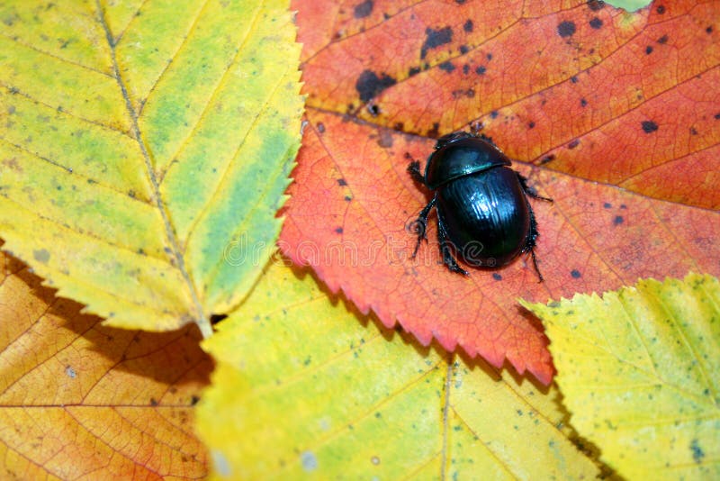 Black Bug Picture. Image: 3334991