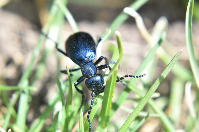 Black bug stock image. Image of nature, flowers, water - 179180813
