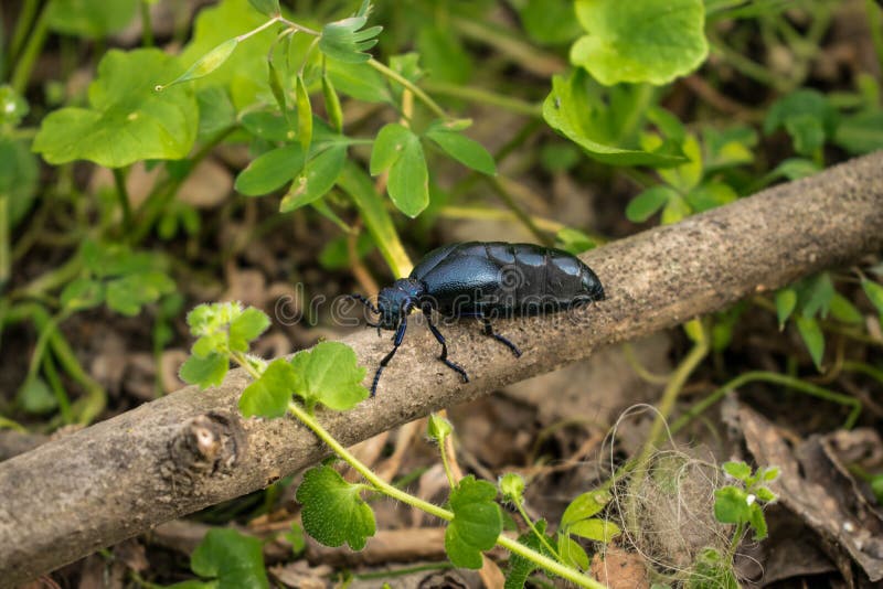 Black bug on the branch stock photo. Image of grass - 115752002