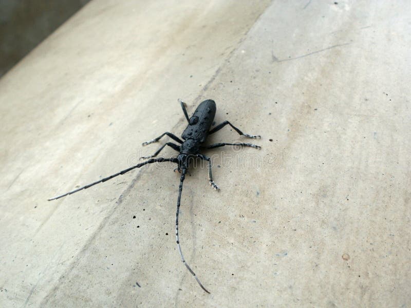 Black bug with feelers stock photo. Image of crawl, insect - 40281358