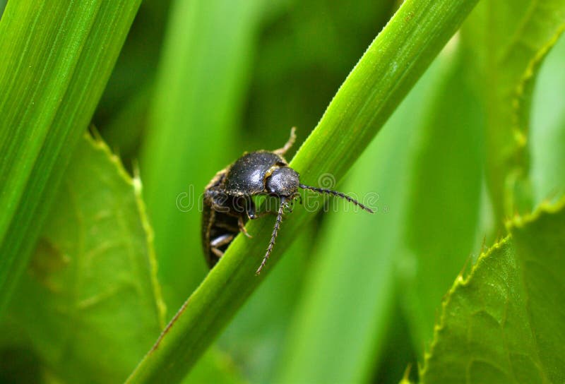 Black bug on a grass stock photo. Image of black, wildlife - 37938422