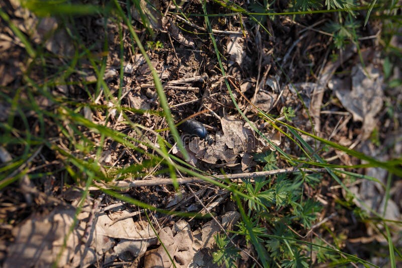 Black Bug on the Ground among Leaves and Grass in the Spring Forest ...