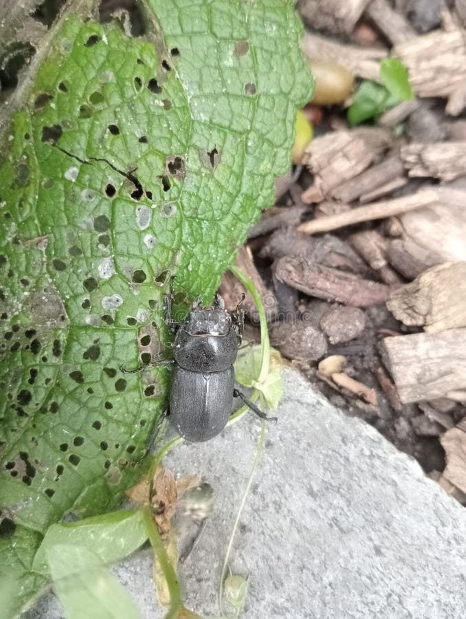 Black Bug on a Leaf in Garden Stock Photo - Image of insect, insects ...