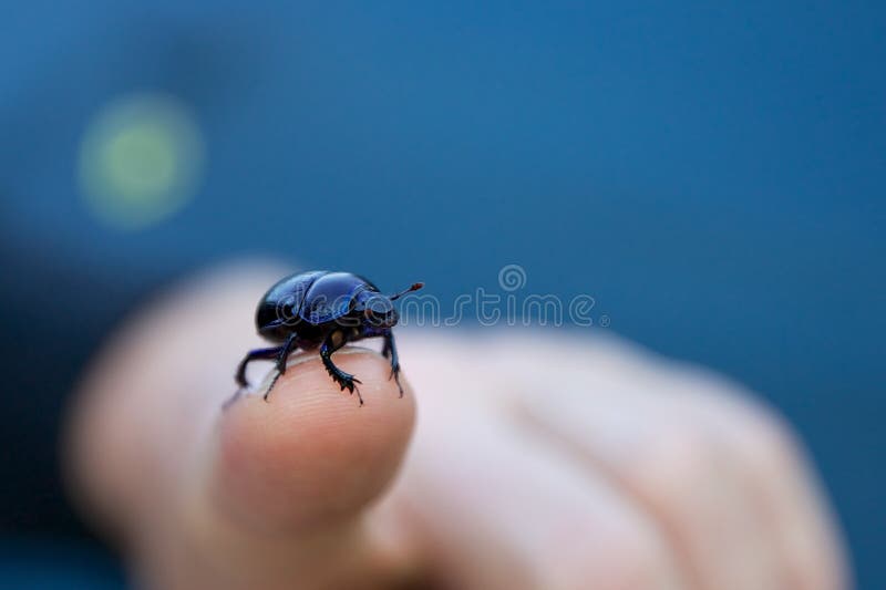Black bug on man s finger stock photo. Image of human - 32256262