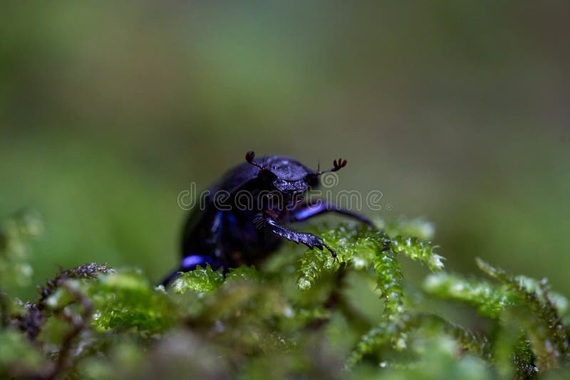 Black bug on the moss stock photo. Image of insect, soil - 260336398