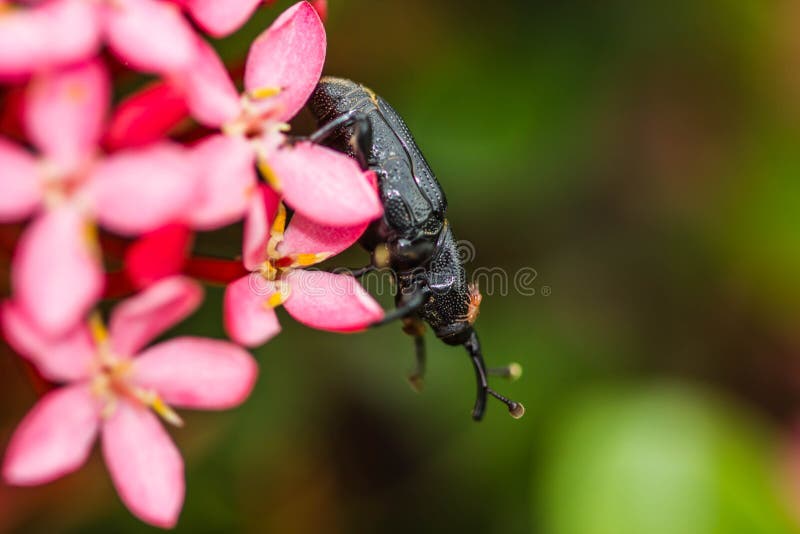 Black bug on pink flower stock photo. Image of beetle - 57120668