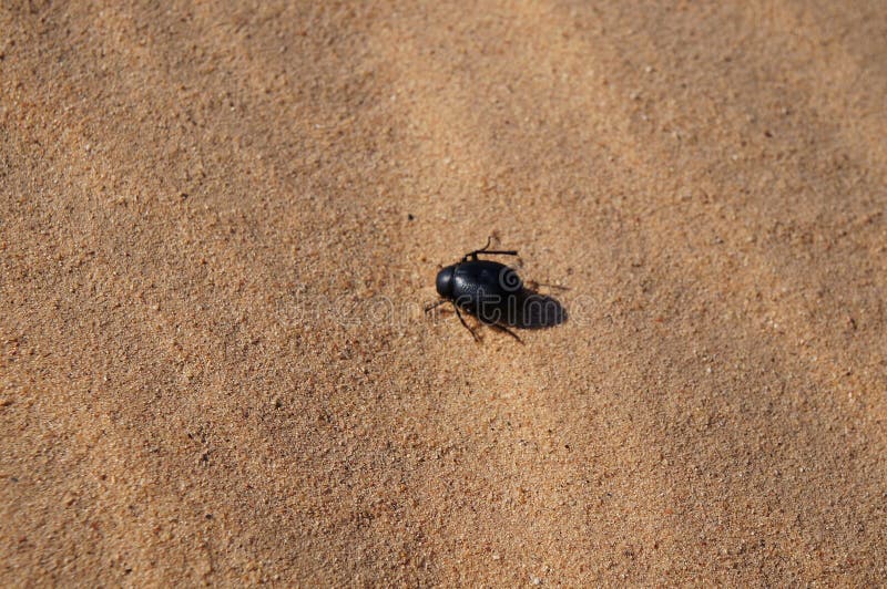 Black bug on the sand stock photo. Image of desert, tenebrionidae ...