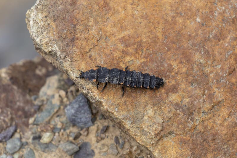 Black Bug on the Stone. Insect Close Up Background with Copy Space ...