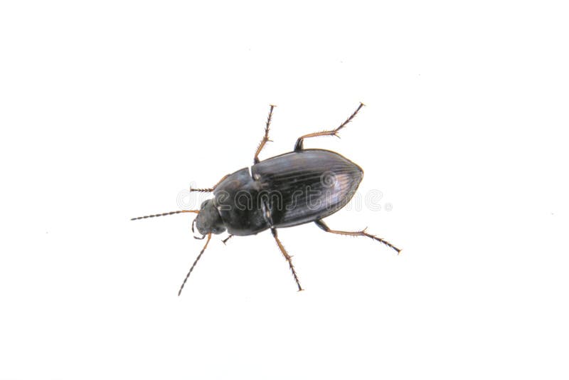 Two Black Bugs on a White Background Stock Image - Image of boxelder ...
