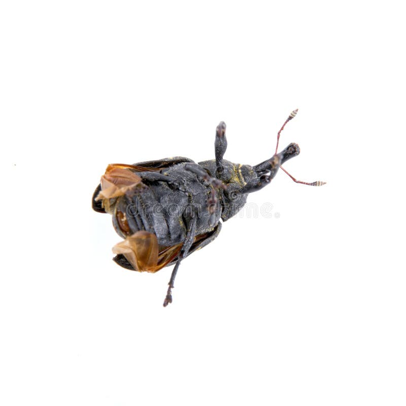 Black Bug with Yellow Dots on a White Background Stock Image - Image of ...