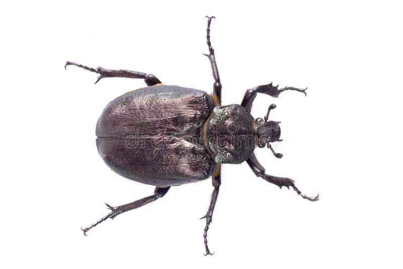 Black Bug with Yellow Dots on a White Background Stock Image - Image of ...