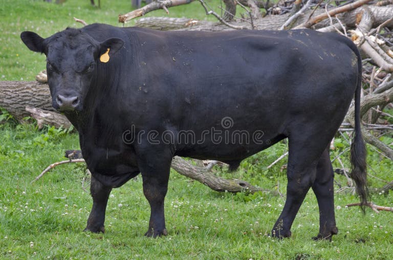 64,633 Black Bull Breadin Stock Photos - Free & Royalty-Free Stock ...