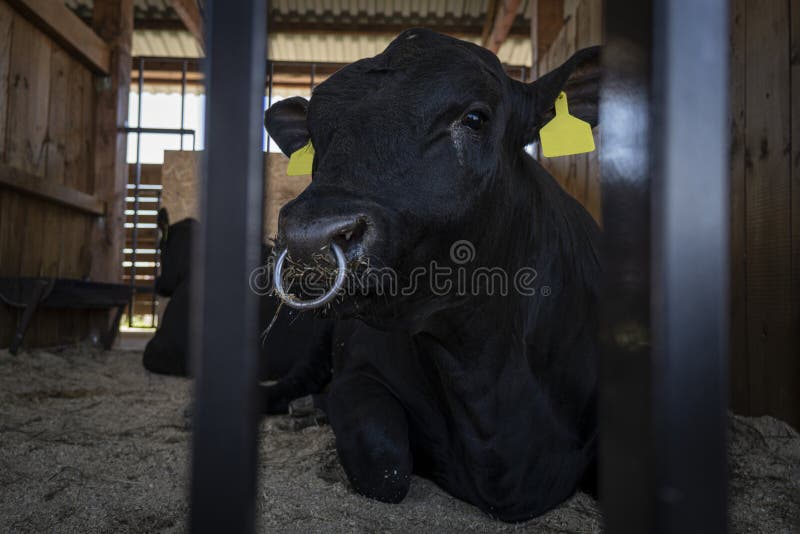 Black Bull is in the Barn. the Concept of Cattle Breeding Stock Image ...