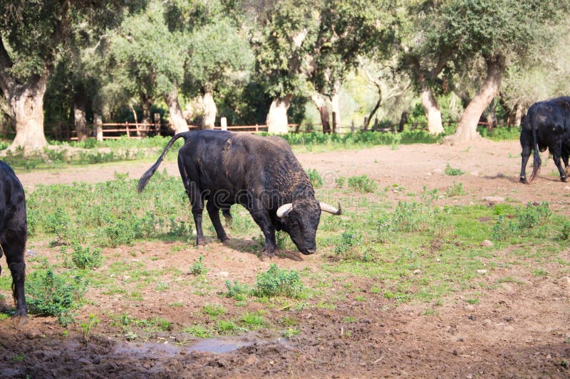 Black Bull in the Countryside of Spain. the Bull is Art and Tradition ...
