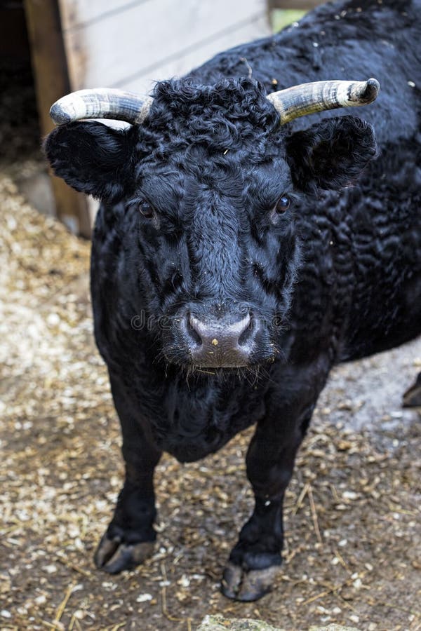 Black bull stock image. Image of agriculture, adorable - 88667029