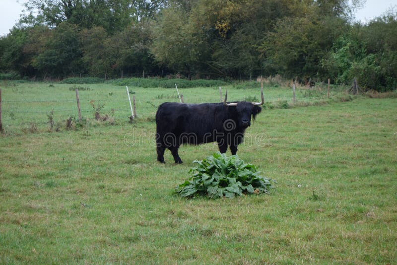Black Bull in a Field stock photo. Image of cattle, bull - 160100856