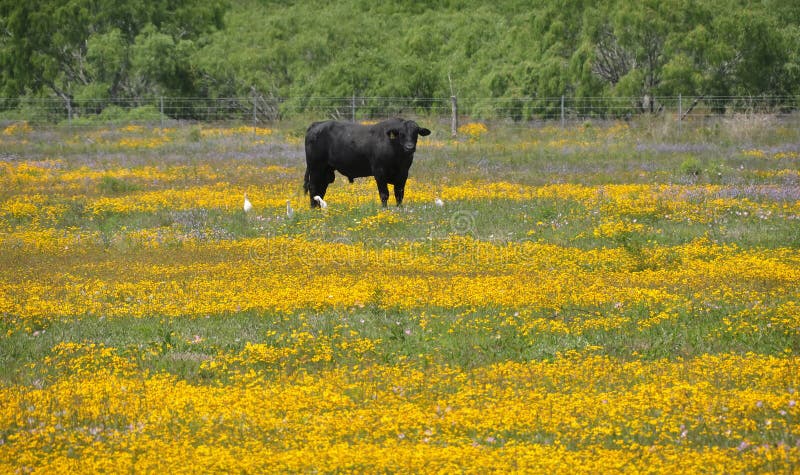 A Black Bull by a Tree stock image. Image of tree, symbols - 70613451