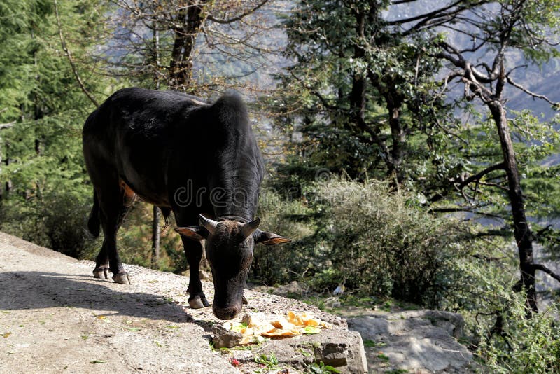Black Bull Grazes on the Background of the Himalayan Mountains Stock ...